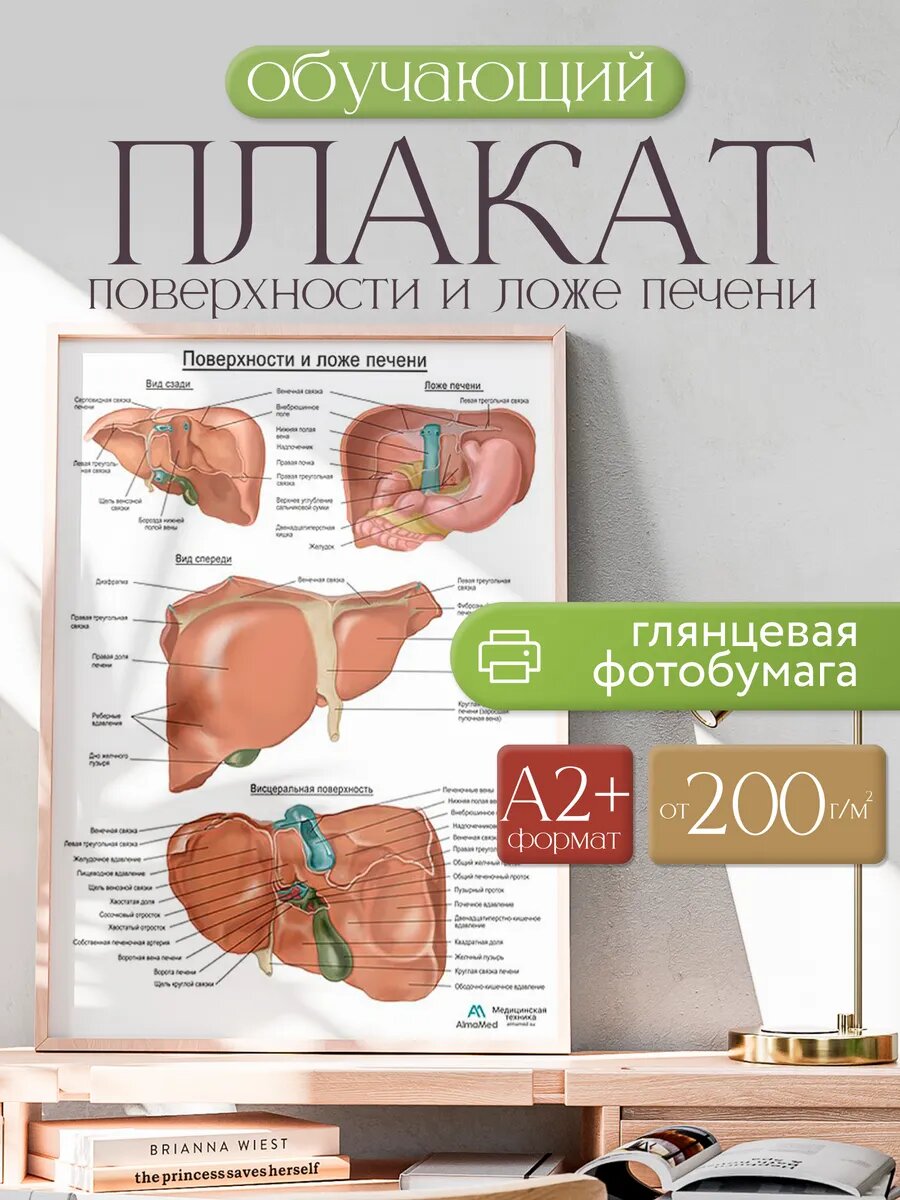 Поверхности и ложе печени, плакат глянцевый А2+, плотная фотобумага от 200г/м2