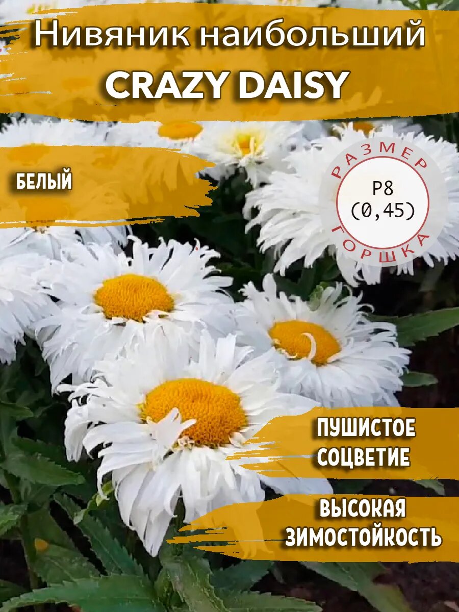 Нивяник Садовые Растения "Crazy Daisy", махровый, многолетник