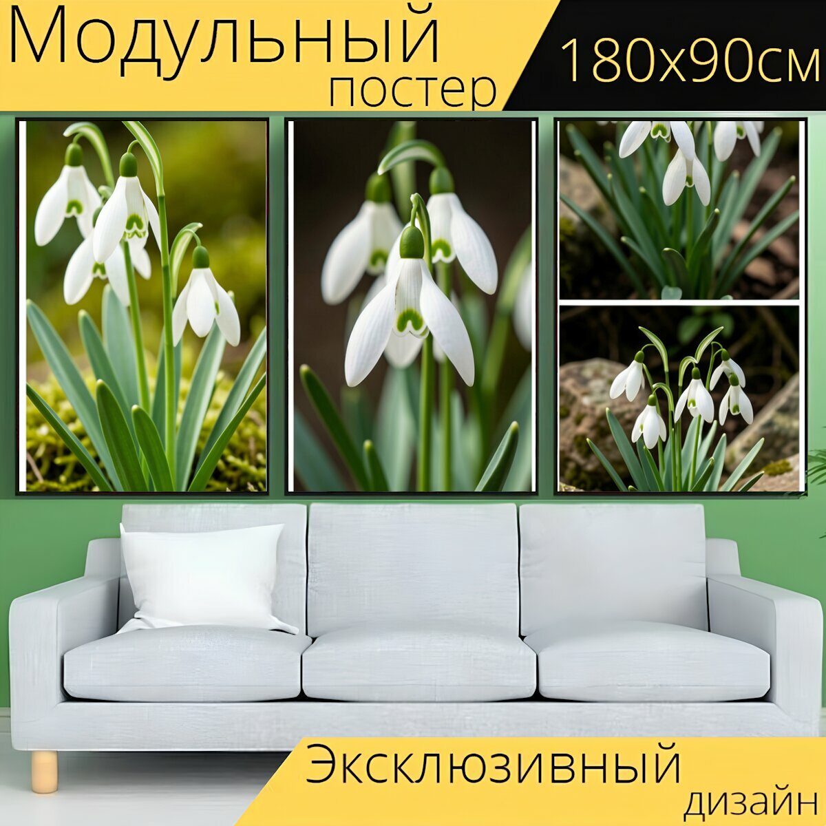 Модульный постер "Белые подснежники в лесу. Нежные весенние первоцветы с белыми поникшими бутонами и зелёными листьями среди мха и." 180 x 90 см. для интерьера на стену в тубусе