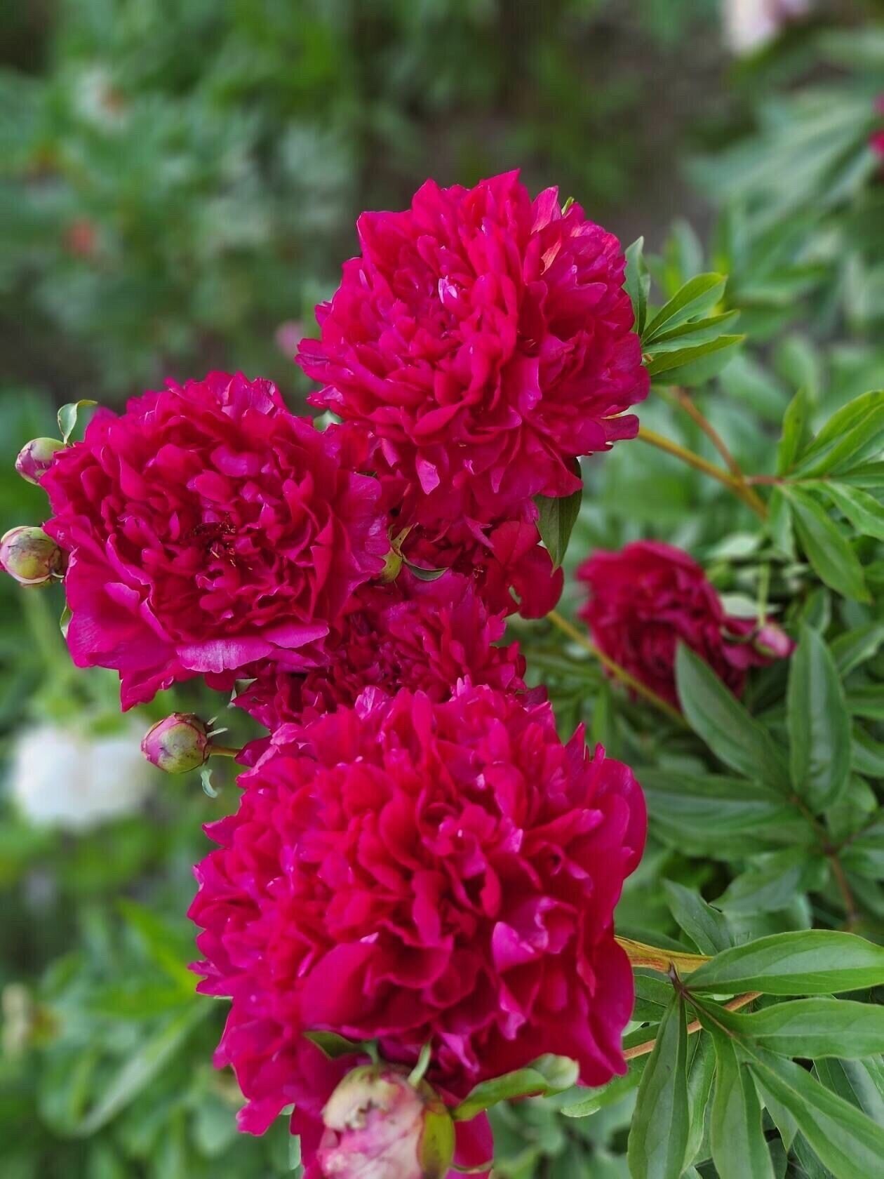 Пион Сахалин (Paeonia Sahalin) — фото 1