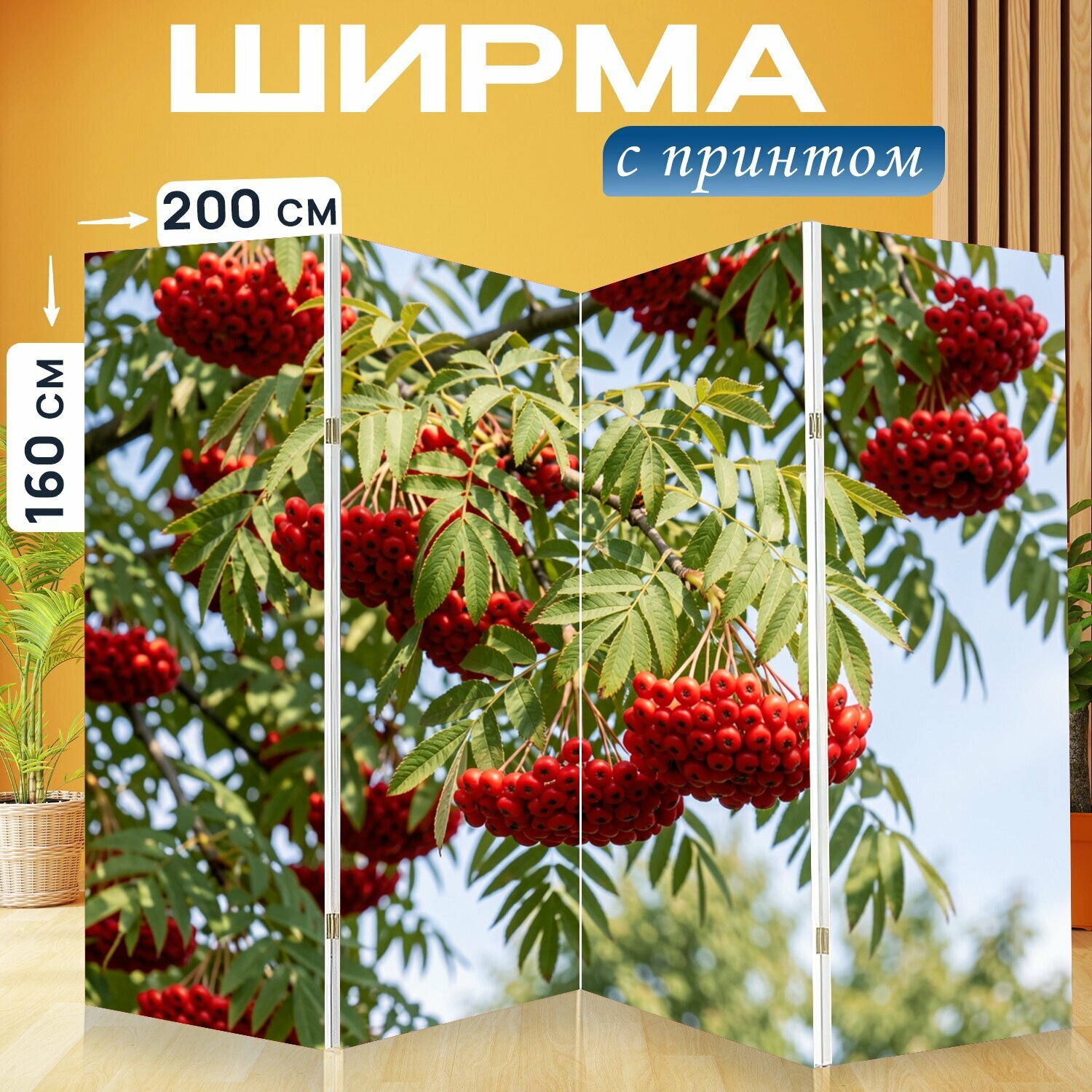 Ширма "Красные ягоды рябины на ветках. Крупные гроздья алых ягод среди ажурной зелёной листвы на фоне ясного." перегородка для зонирования комнаты с принтом 200x160 см. на холсте