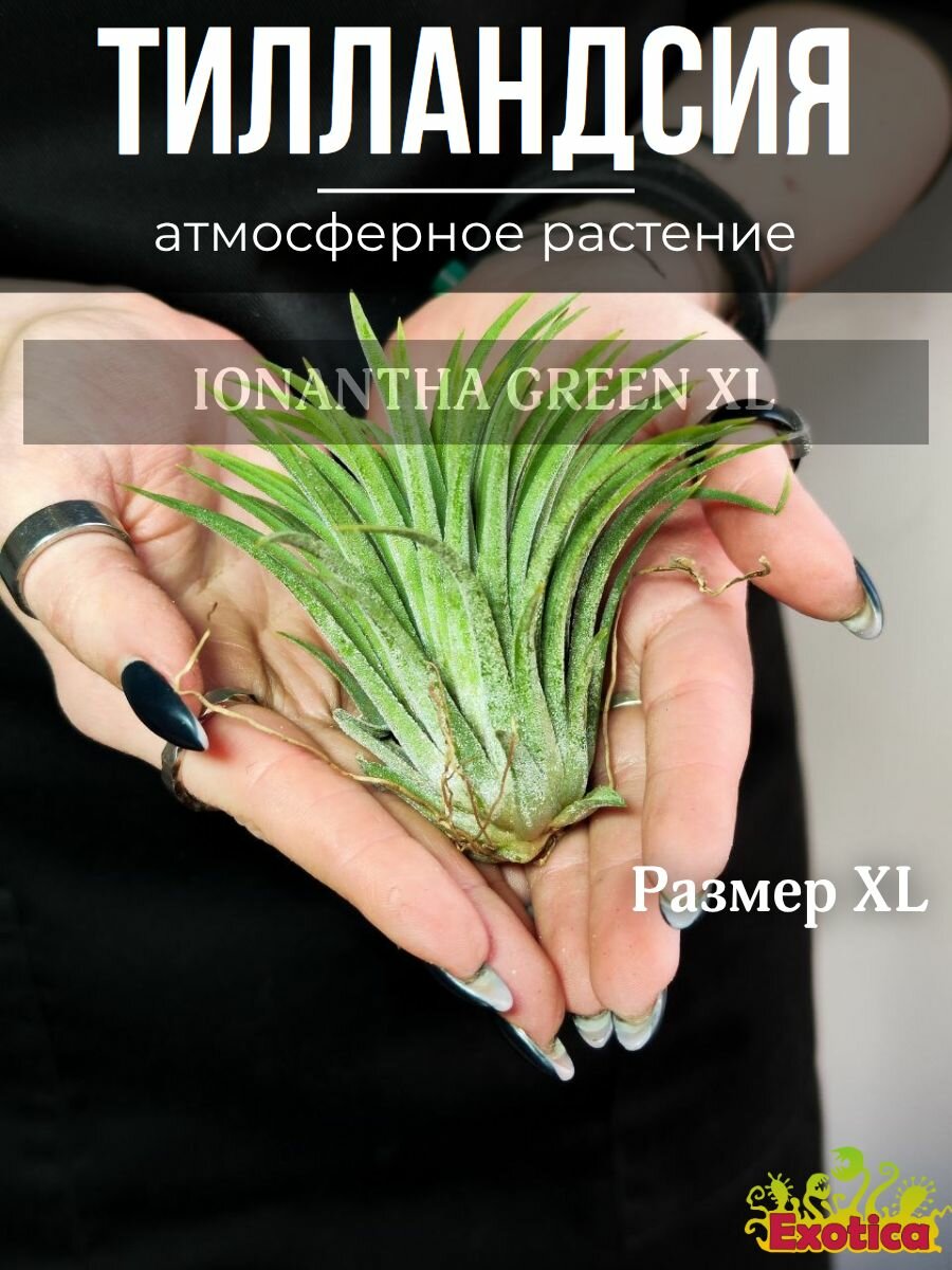 Тилландсия Ионанта Зеленая XL (Tillandsia Ionantha green XL), атмосферное растение