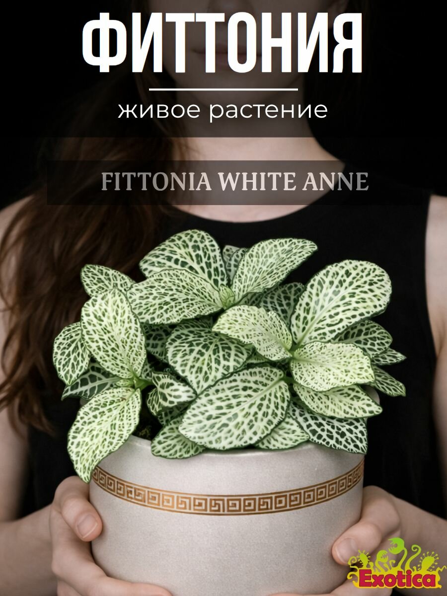 Фиттония Вайт Анна (Fittonia White Anne) D8,5см, растение в горшке