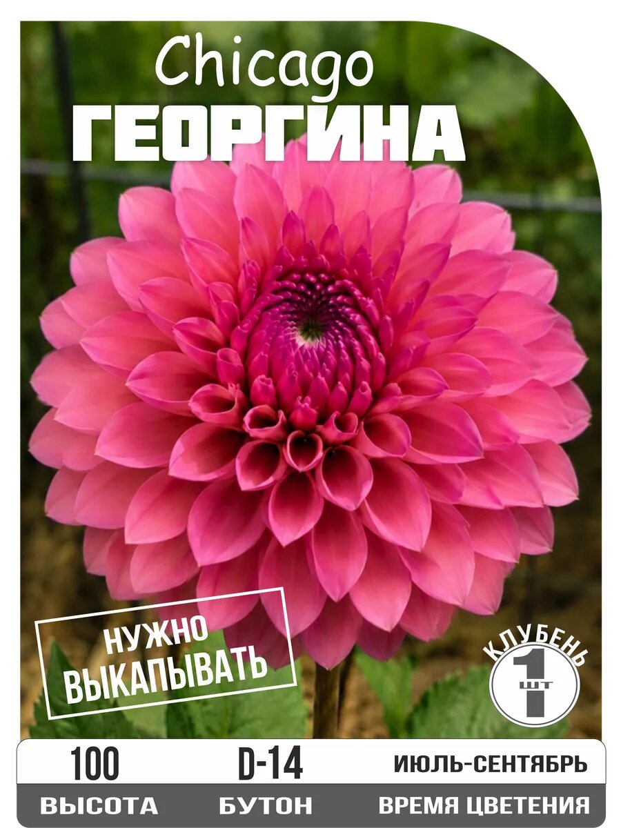 Клубни георгин Eywa "Чикаго", многолетние, высота до 1 метра, диаметр цветка 14 см