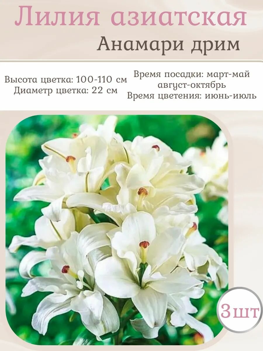 Луковицы лилии многолетние, новые популярные сорта 3 штуки