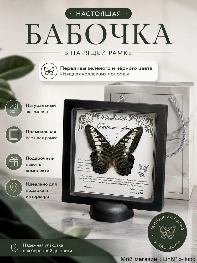 Коллекционная бабочка в рамке, экспонат для энтомологической коллекции и декора интерьера