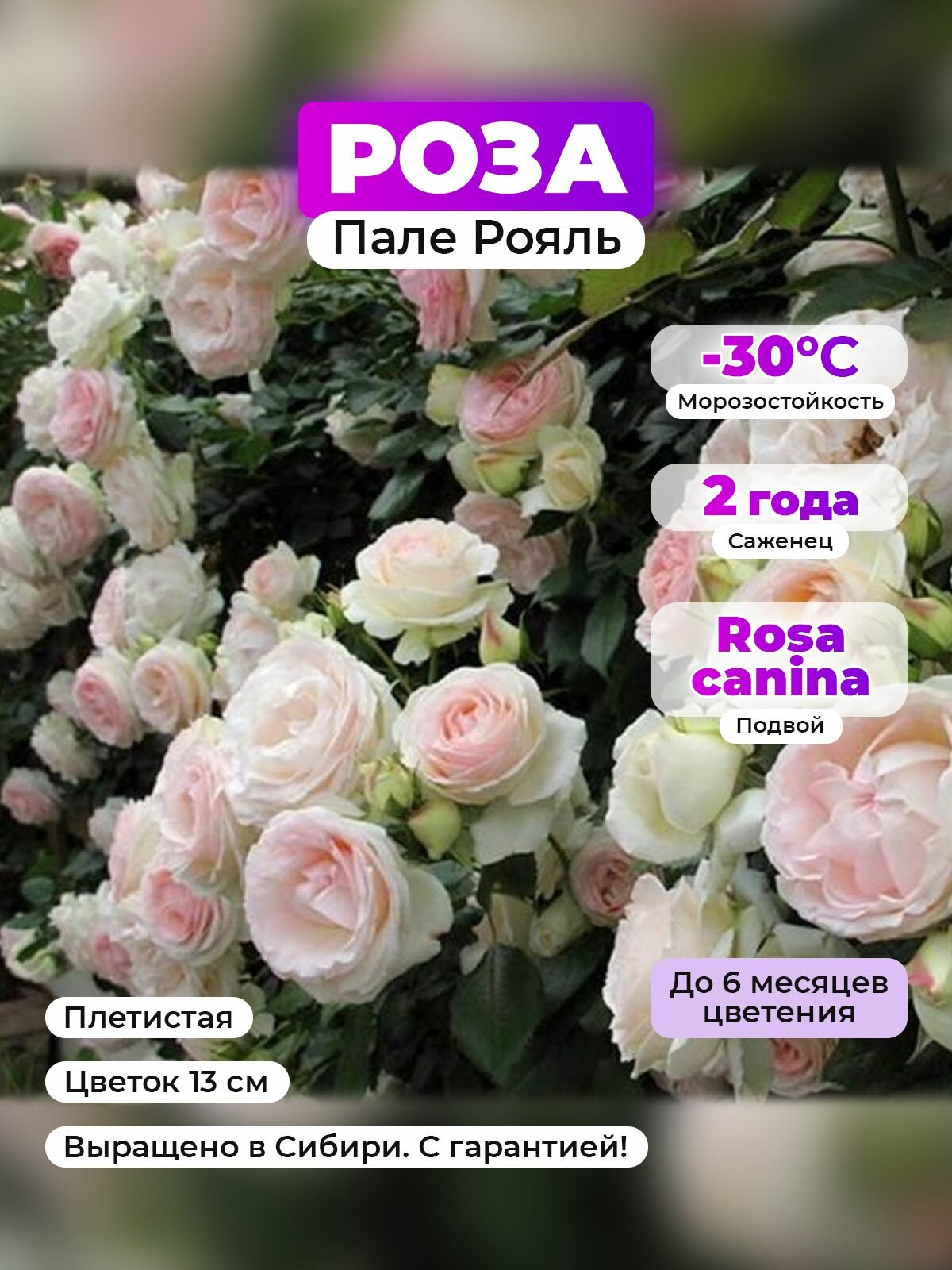 Саженец Роза плетистая Пале Рояль