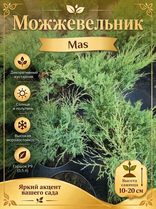 Можжевельник казацкий Mas (Мас)