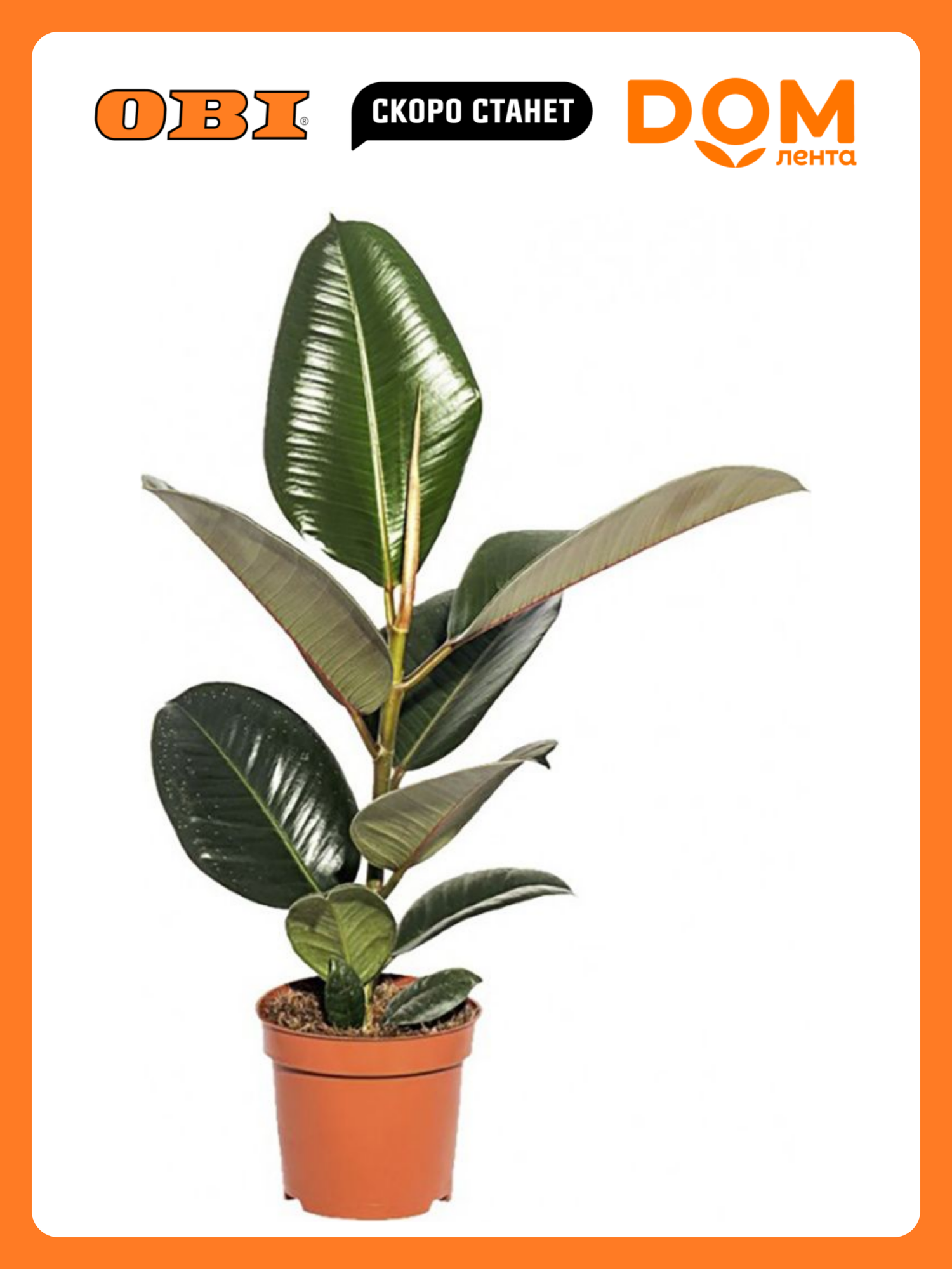 Фикус Эластика "Робуста", декоративно-лиственный, неприхотливый, высота 35 см