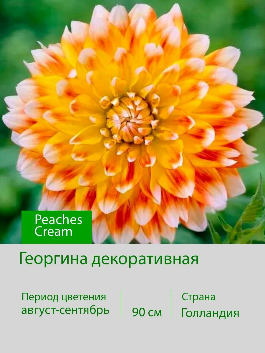 Георгина декоративная Пичерс энд Крим (Peaches & Cream) 1 шт. Сотка