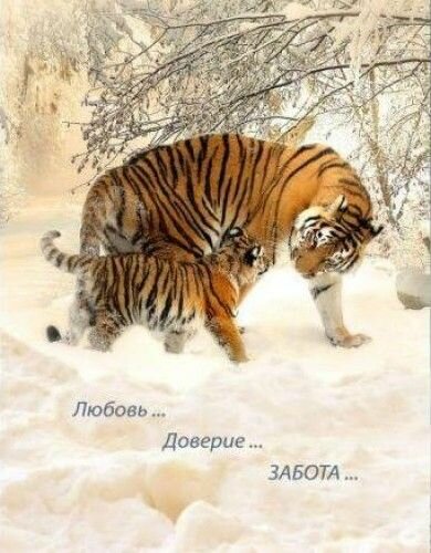 Кухонное полотенце Рогожка с петелькой для подвешивания 50*63 см "Тигры забота" в подарок на Новый год, на День Рождения, на 8 марта из 100% хлопка