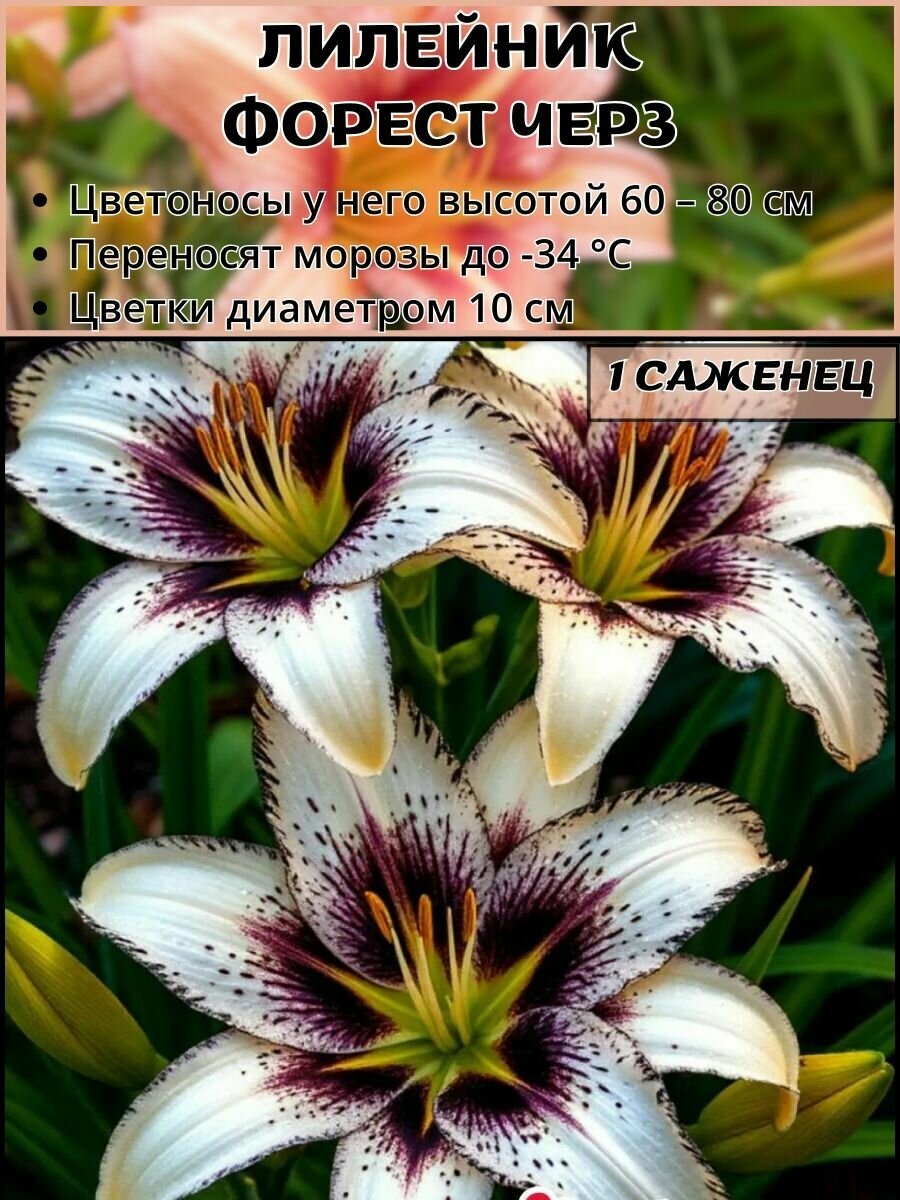 Лилейник саженец, многолетник 1 штука