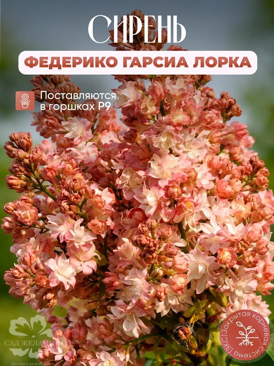 Сирень Федерико Гарсия Лорка в горшке Р9, живое растение в горшке, саженец для сада, озеленение участка