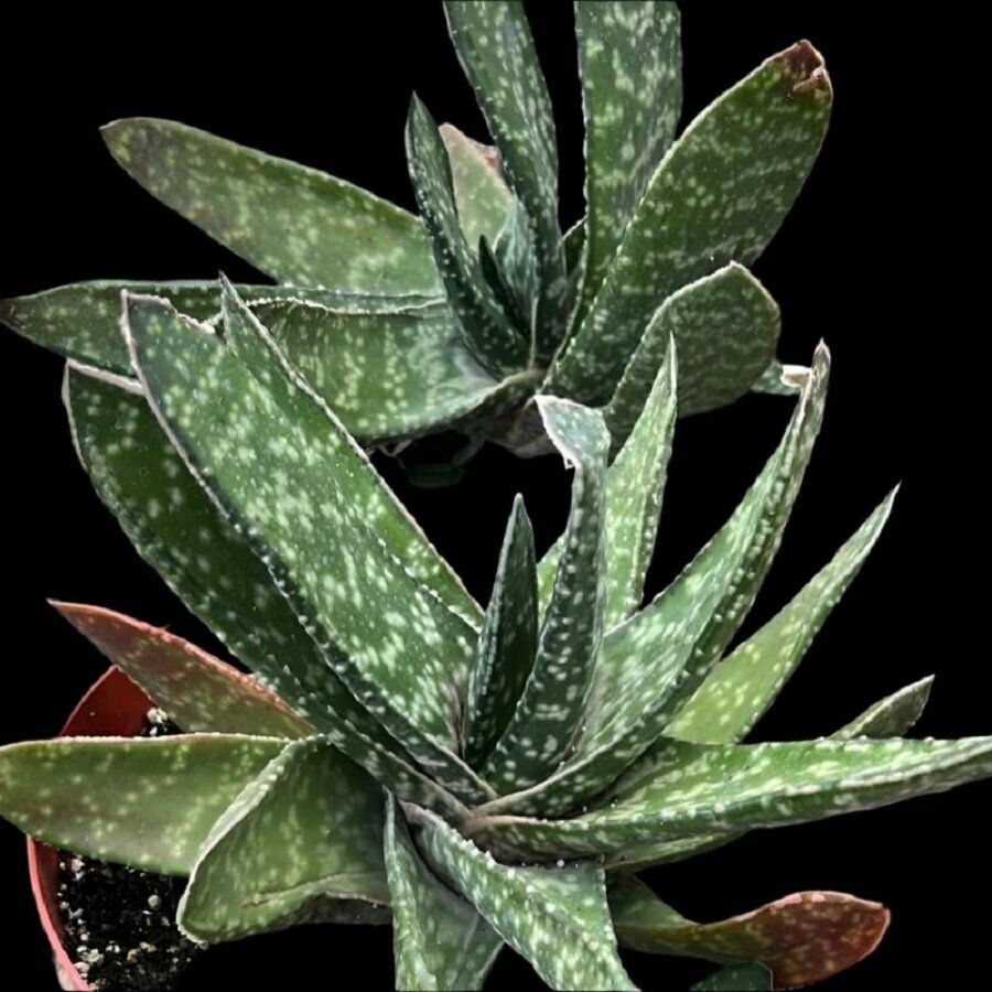Семена Деодар Суккулент Gasteria brachyphylla 10 шт.