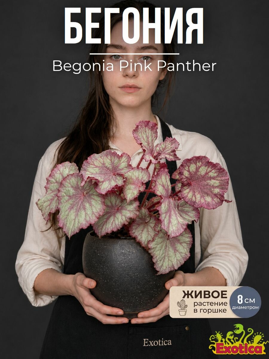 Бегония Розовая Пантера (Begonia Pink Panther) D8см