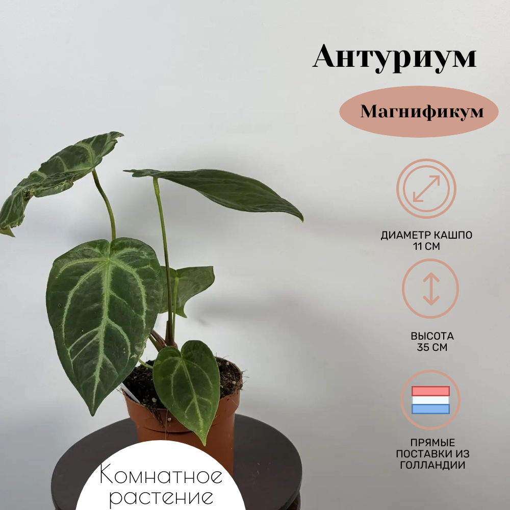 Комнатное растение Антуриум Магнификум в транспортировочном кашпо, высота 35 см