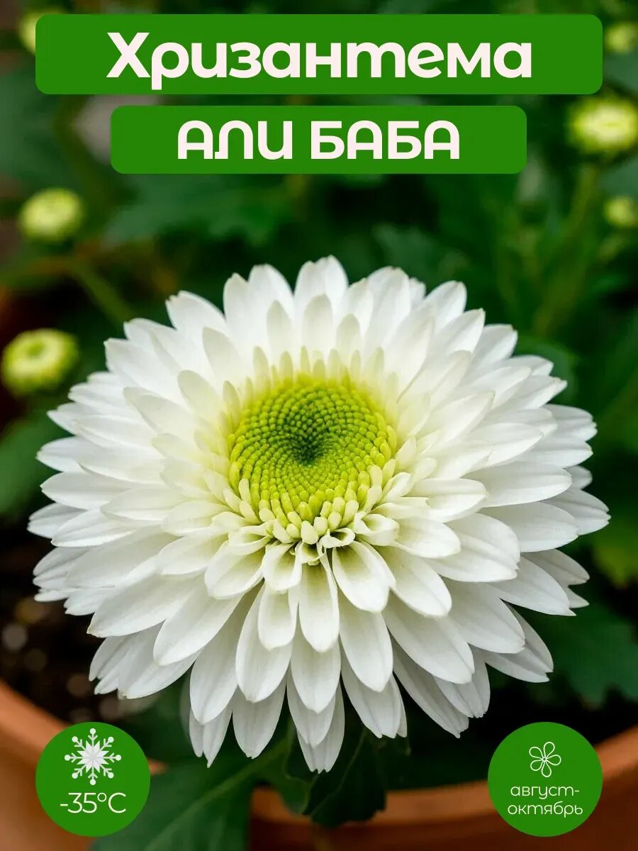 Хризантема Али Баба 1шт