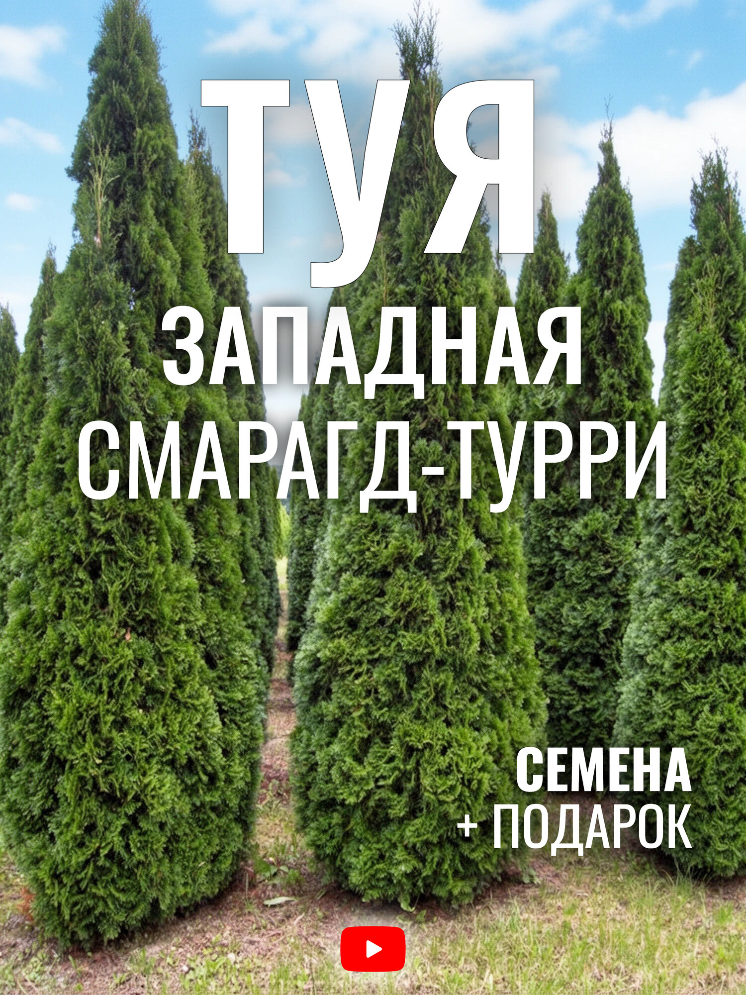 Туя Западная Смарагд-Турри, Семена, 50 шт, семена хвойных, семена туи декоративной
