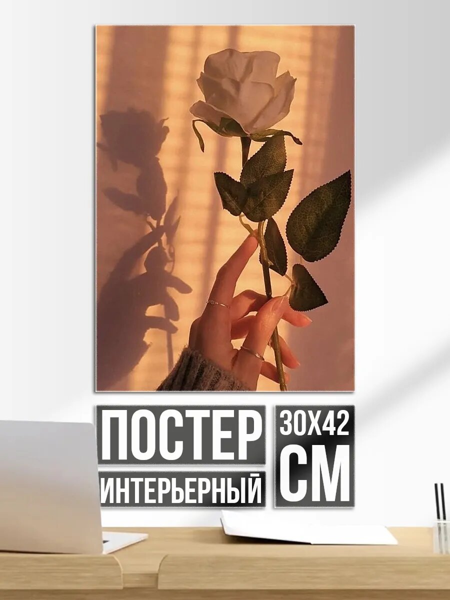 Плакат постер Белая роза