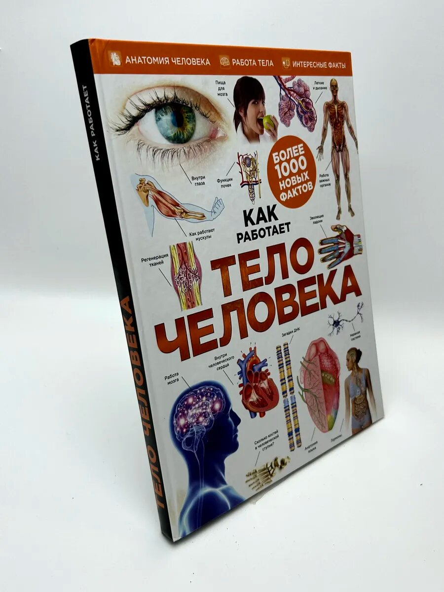 Как работает тело человека
