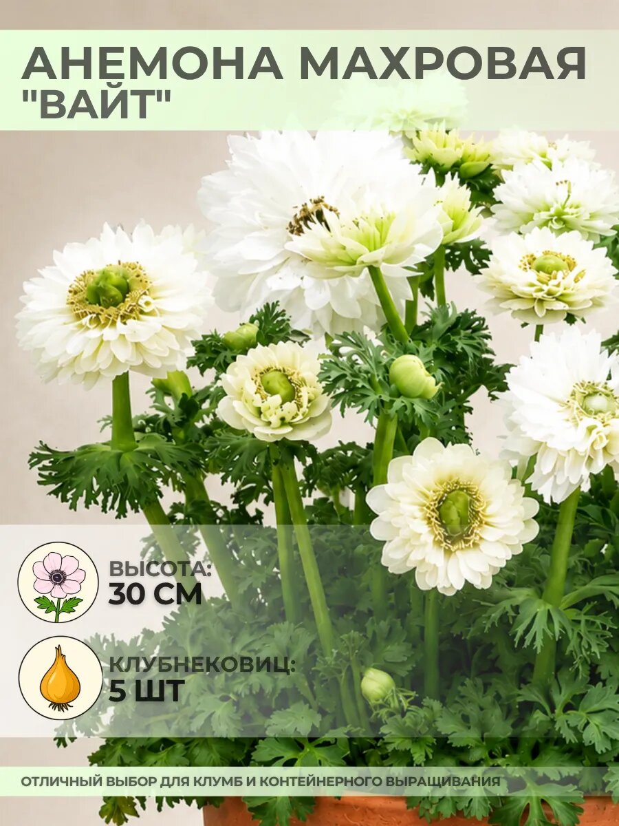 Анемона махровая "Вайт", махровый цветкок белоснежными соцветиями - клубнелуковицы 5 шт