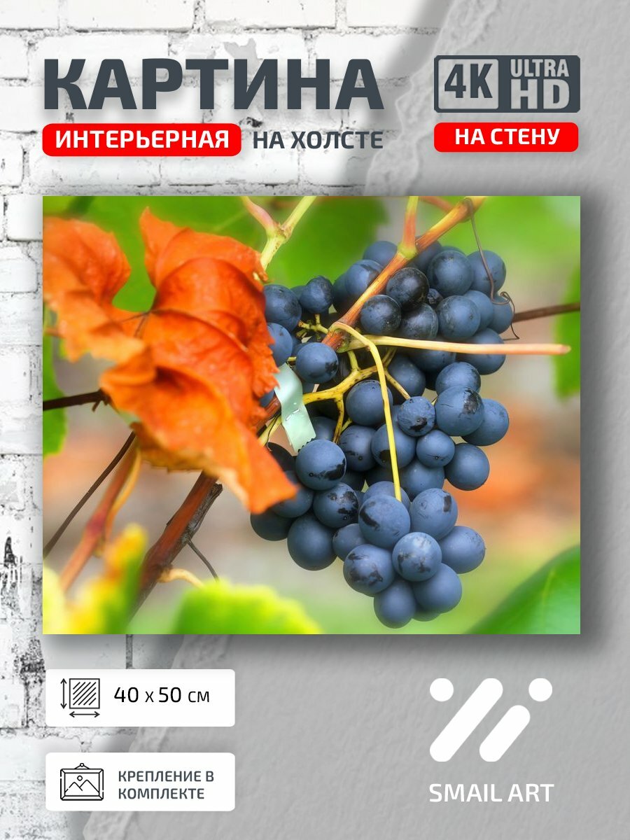 Картина на холсте интерьерная 40 на 50 на стену Винограда Landscape для спальни пейзаж