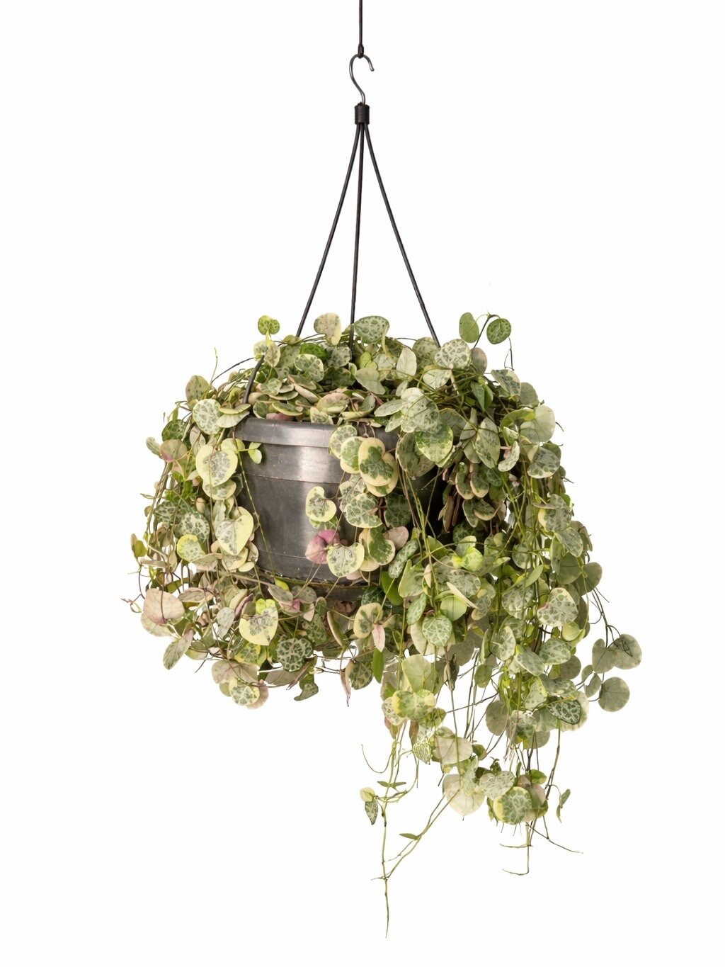 Церопегия Вуди вариегатная (Ceropegia woodii variegata) — нежная «нить сердец» с розовым акцентом