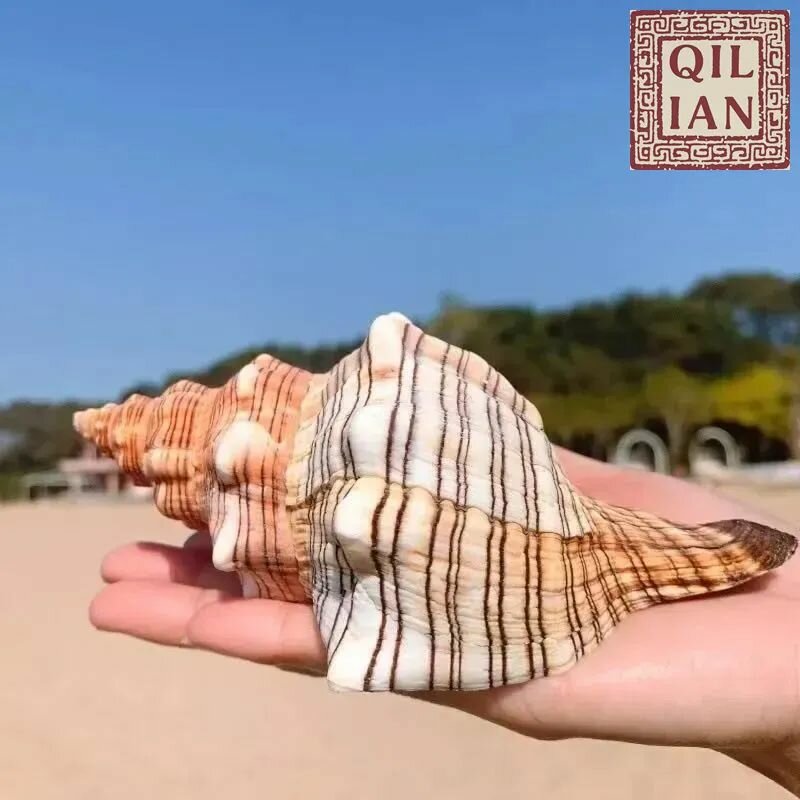 Ракушка морская натуральная Бурса Бубо12cm-13cm