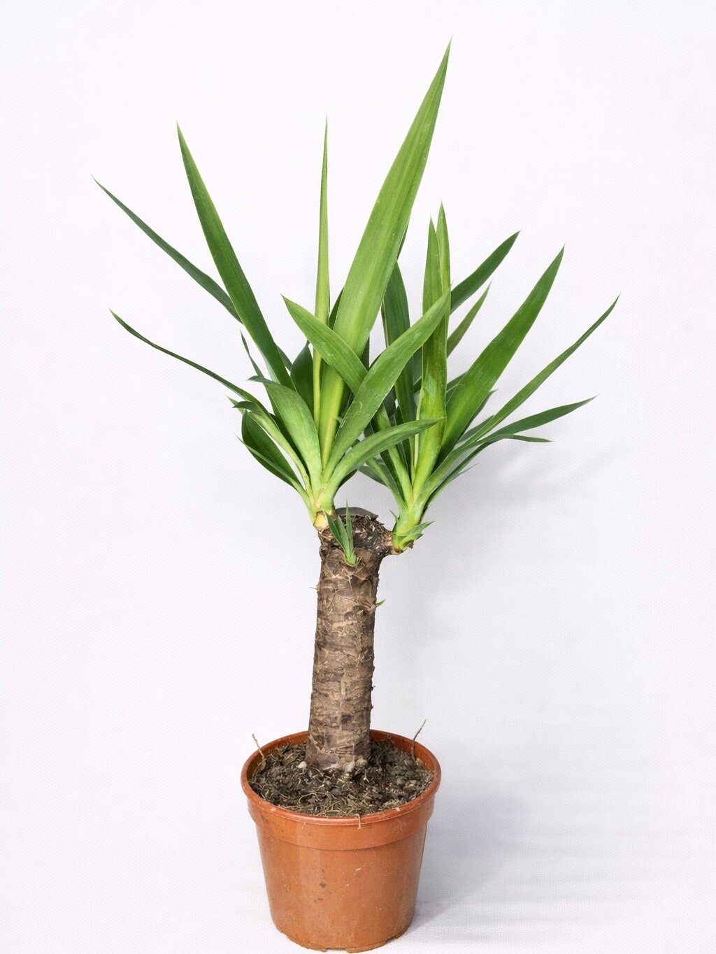 Юкка Слоновая (Yucca elephantipes) — стильное и неприхотливое комнатное дерево