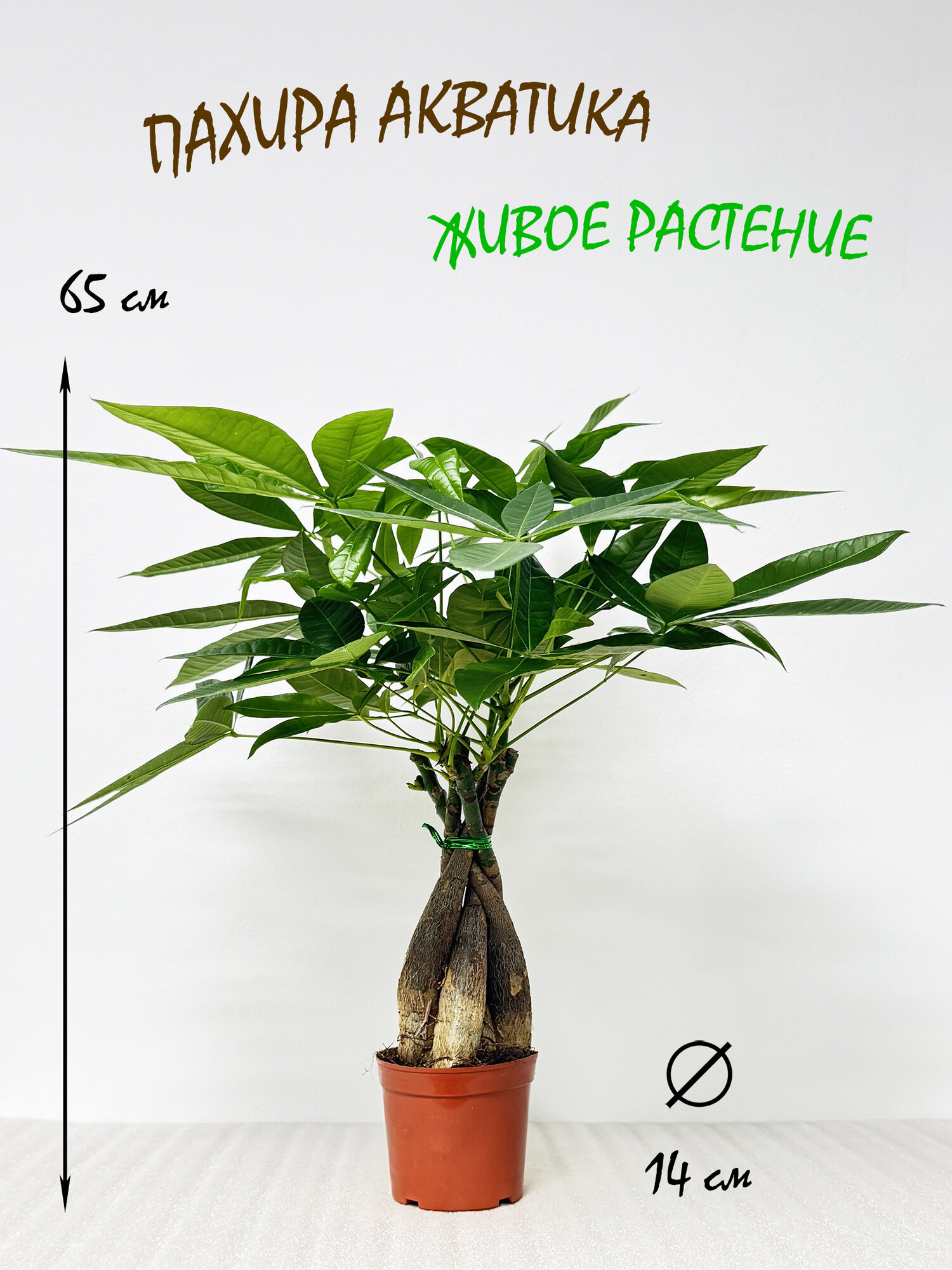 Пахира акватика, живое растение в горшке высота 60-70см, домашнее дерево