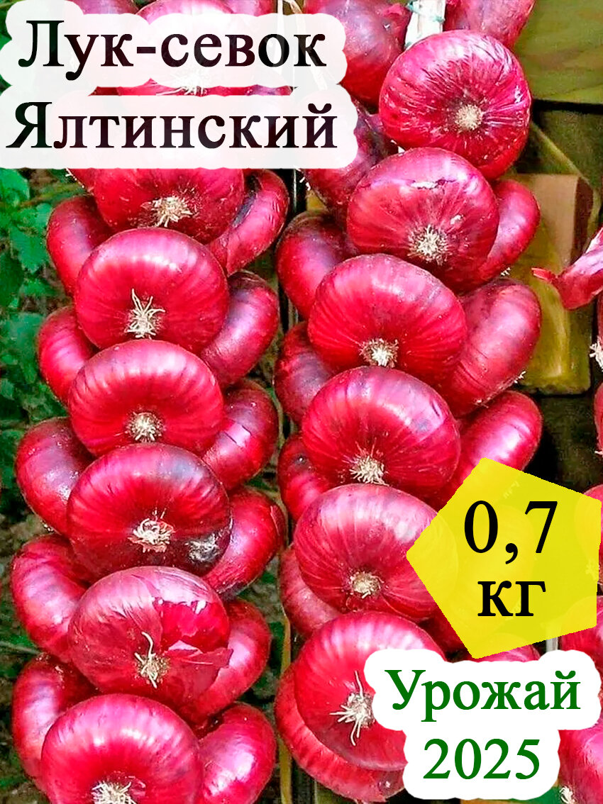 Лук севок Ялтинский красный 0,7 кг