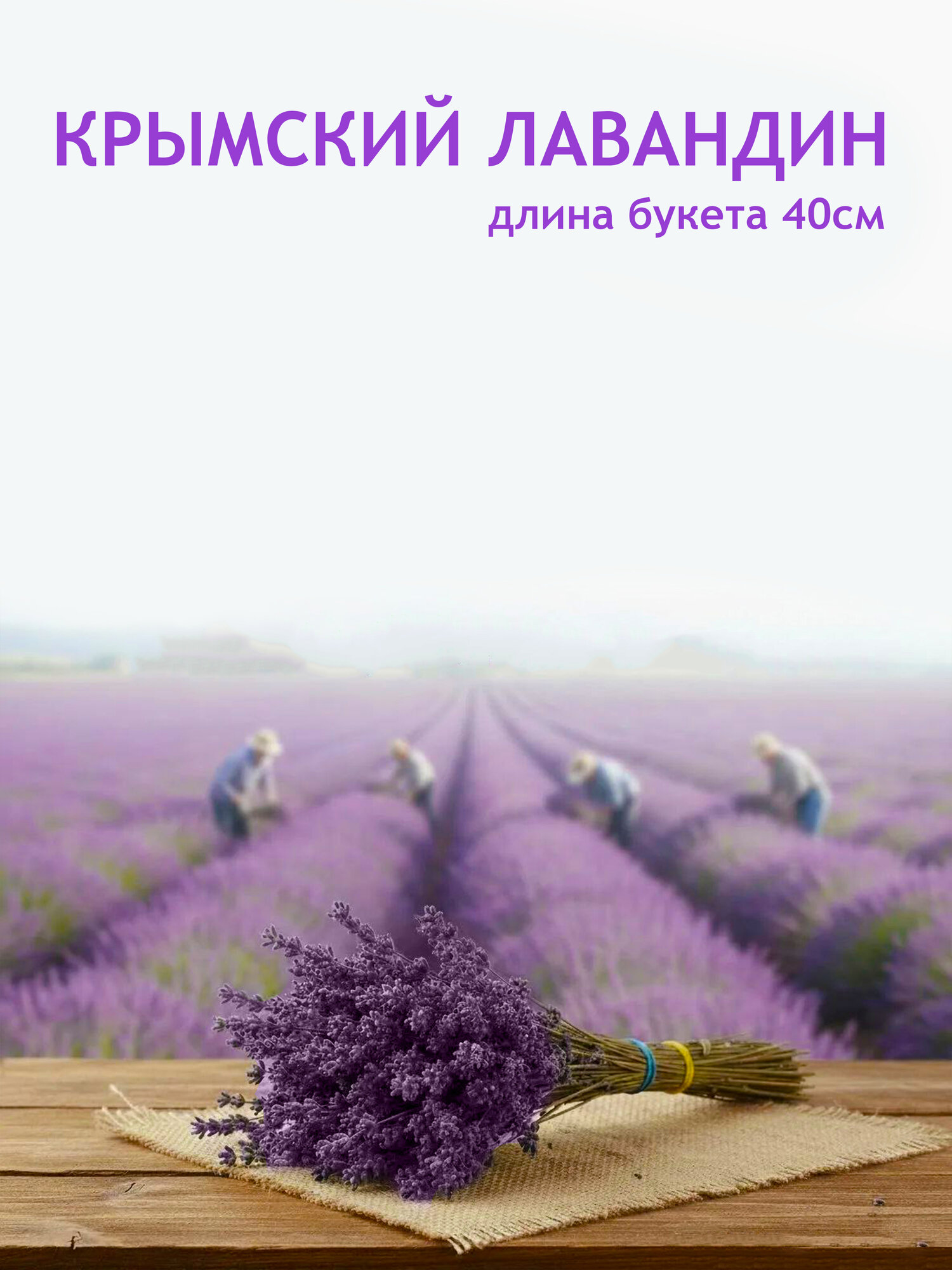 Сухие цветы Лавандина
