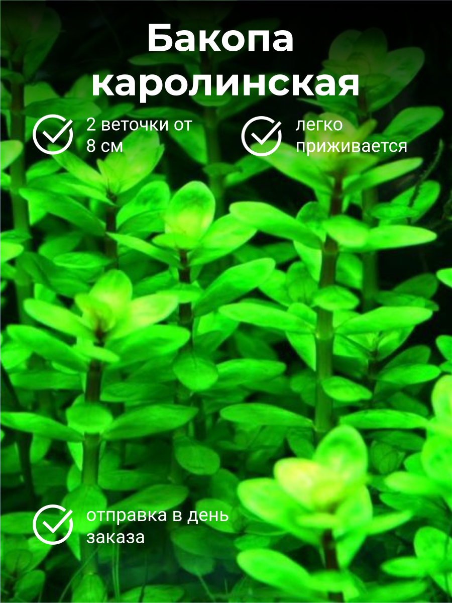 Бакопа каролинская 2 взрослые ветки от 8 см/Аквариумные растения