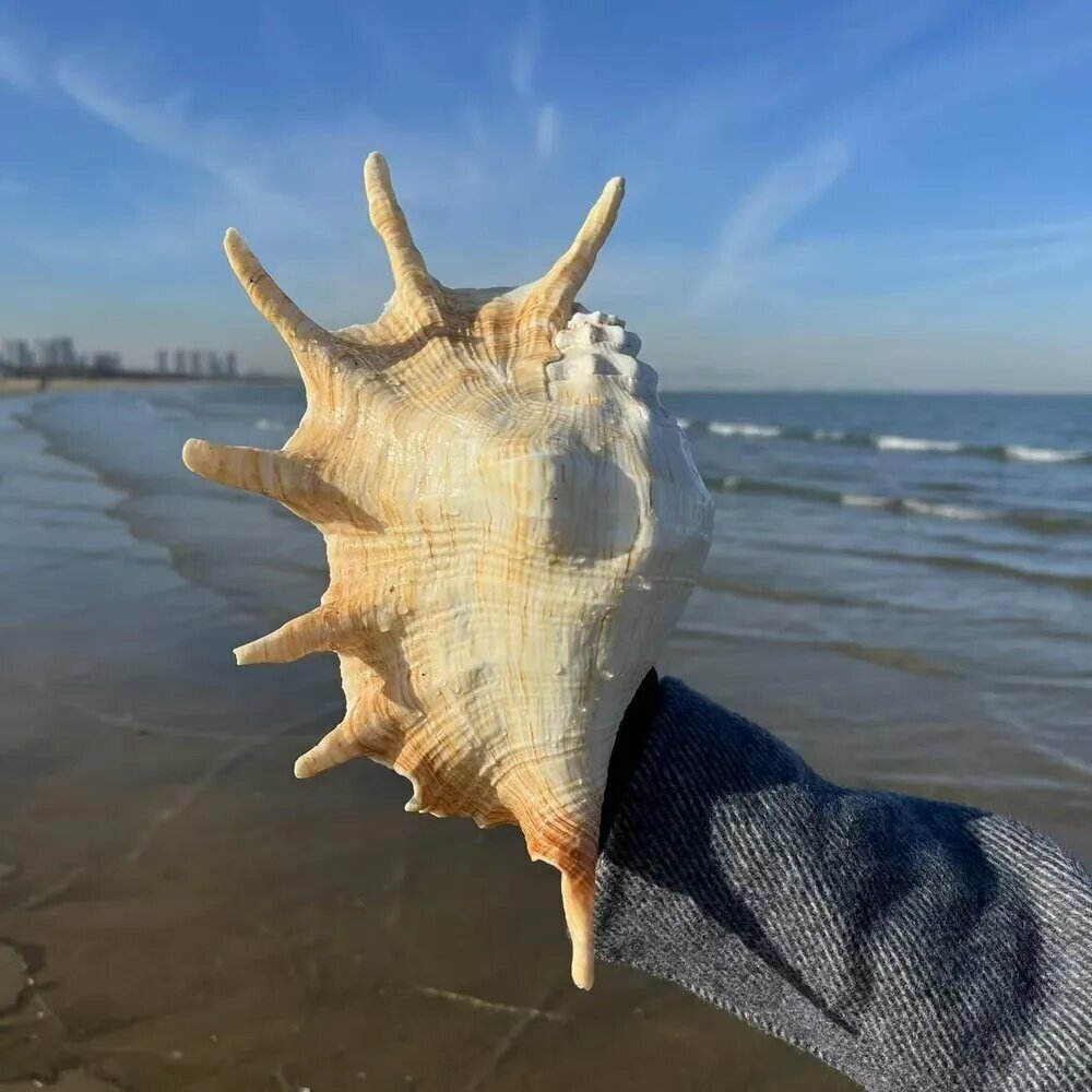 24-26 СМ Натуральная большая коралловая раковина-ракушка для домашнего декора