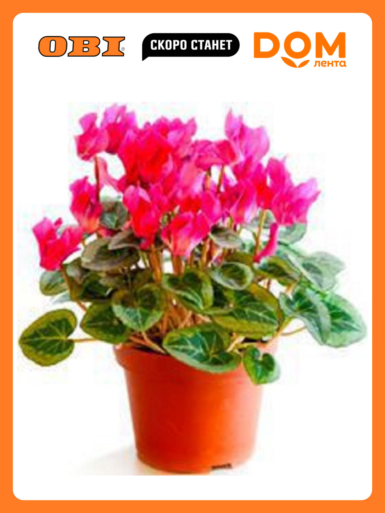 Растение Цикламен 30 см