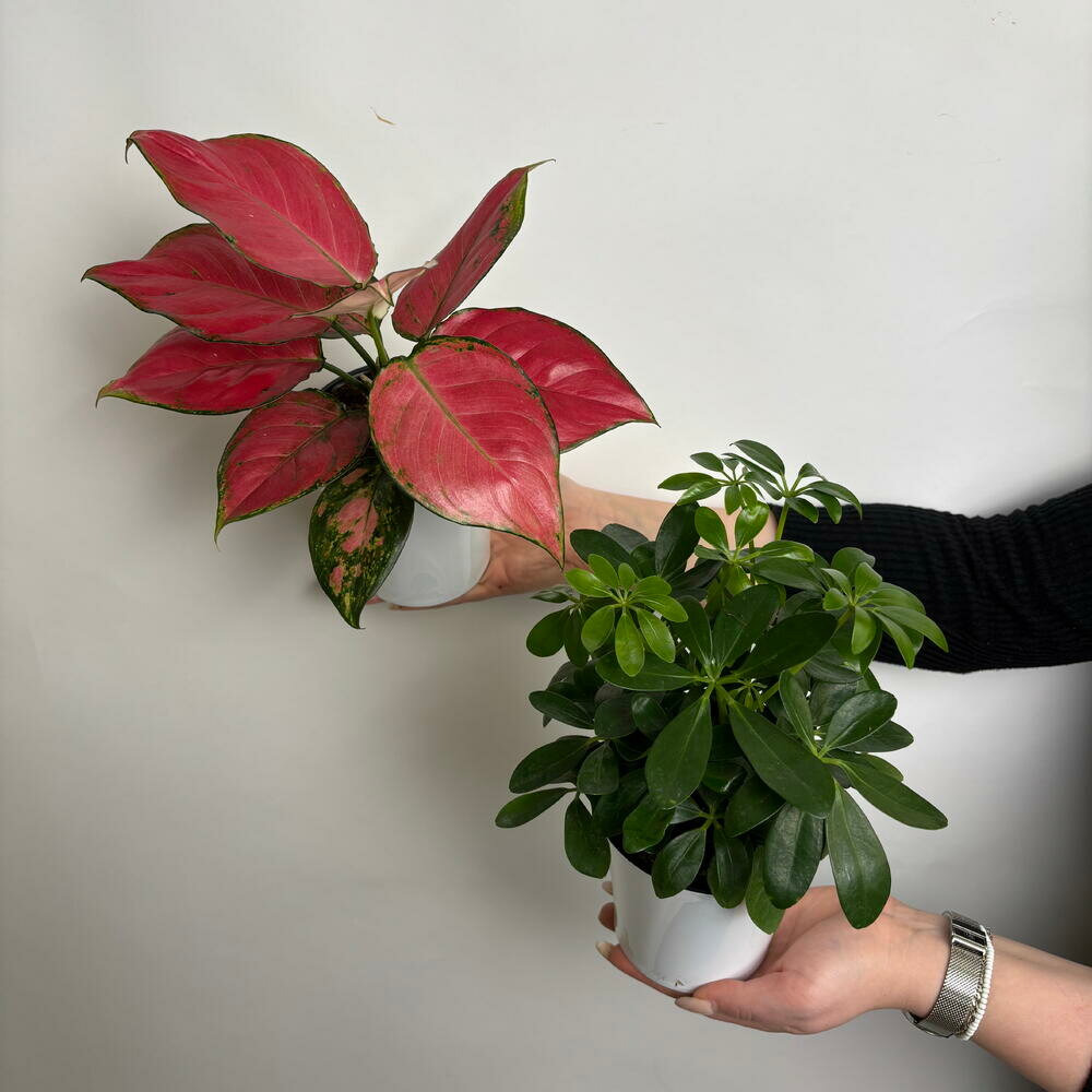 Набор комнатных растений в пластиковых горшках. Аглаонема Красная и Шефлера Нора, 20 см