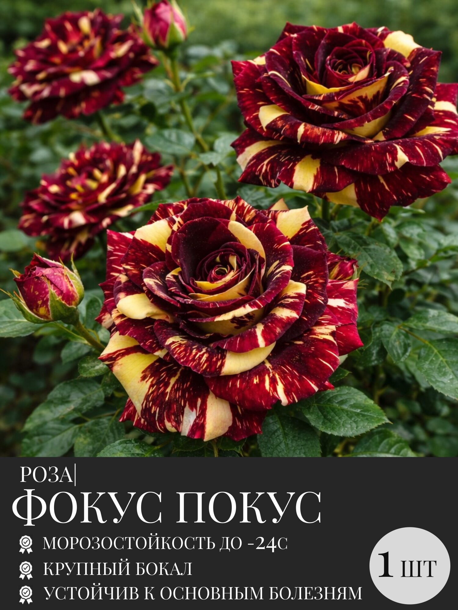 Роза чайно-гибридная "Фокус Покус", темно-бордовый с желтыми полосами