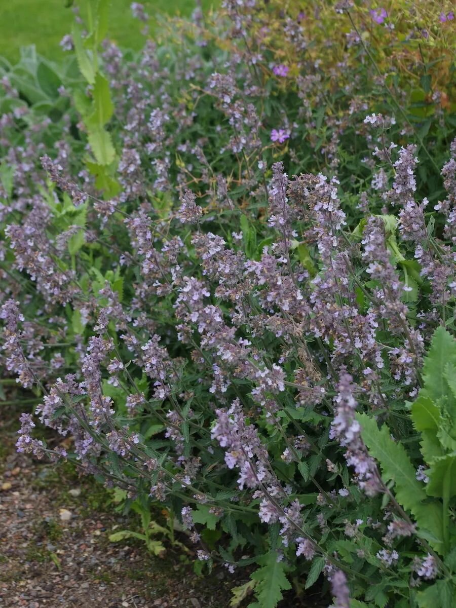 Котовник Фассена Глетшерайс