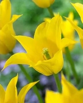 Тюльпан Флэшбэк лилиецветный 5шт / Луковицы тюльпанов лилиецветных