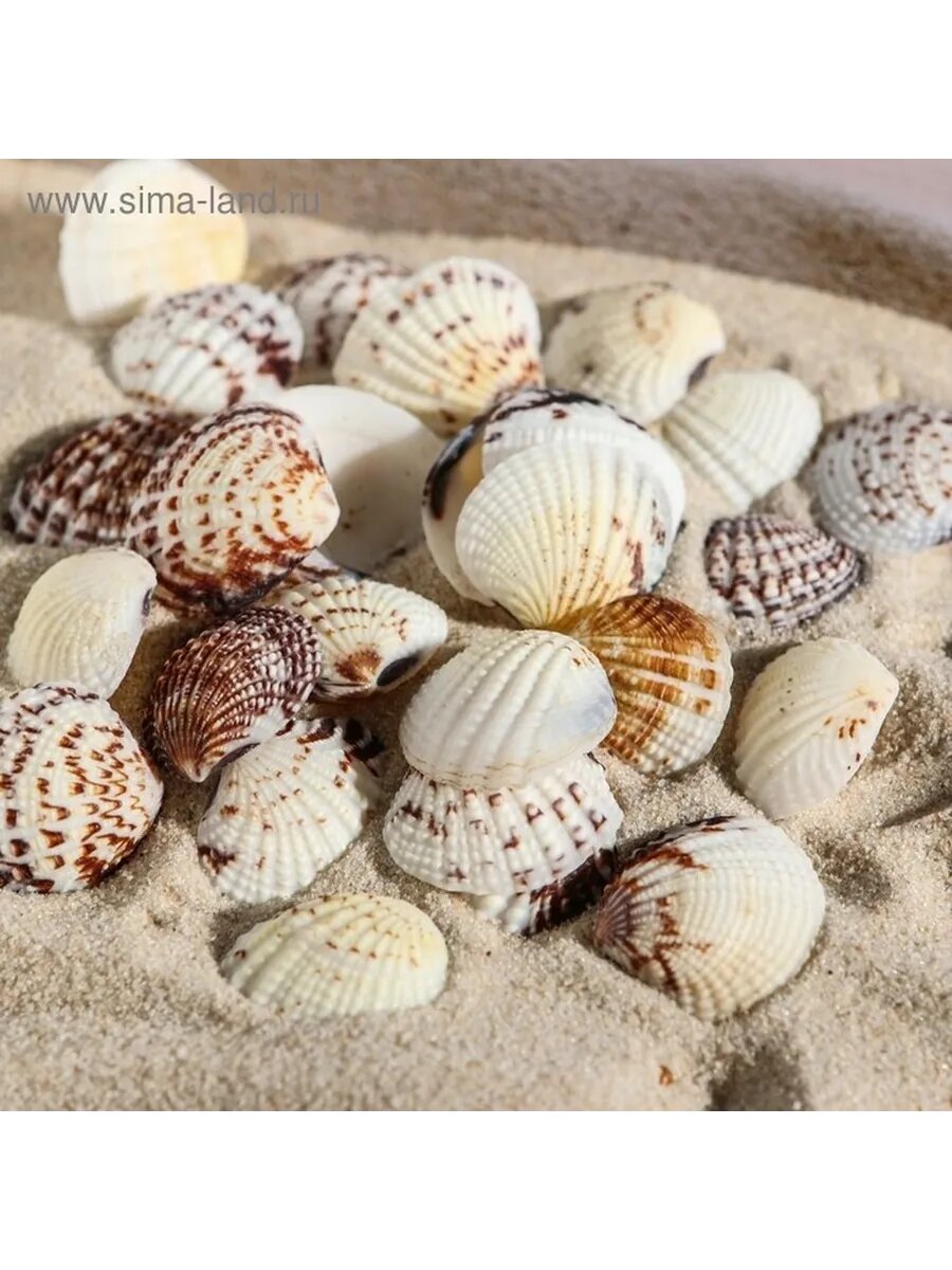 Набор декоративных ракушек для творчества