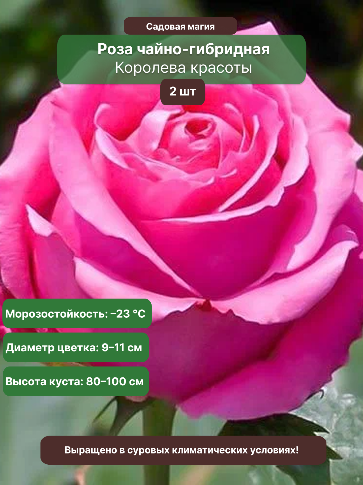 Роза чайно-гибридная "Королева красоты", многолетняя, пурпурная, 2 шт