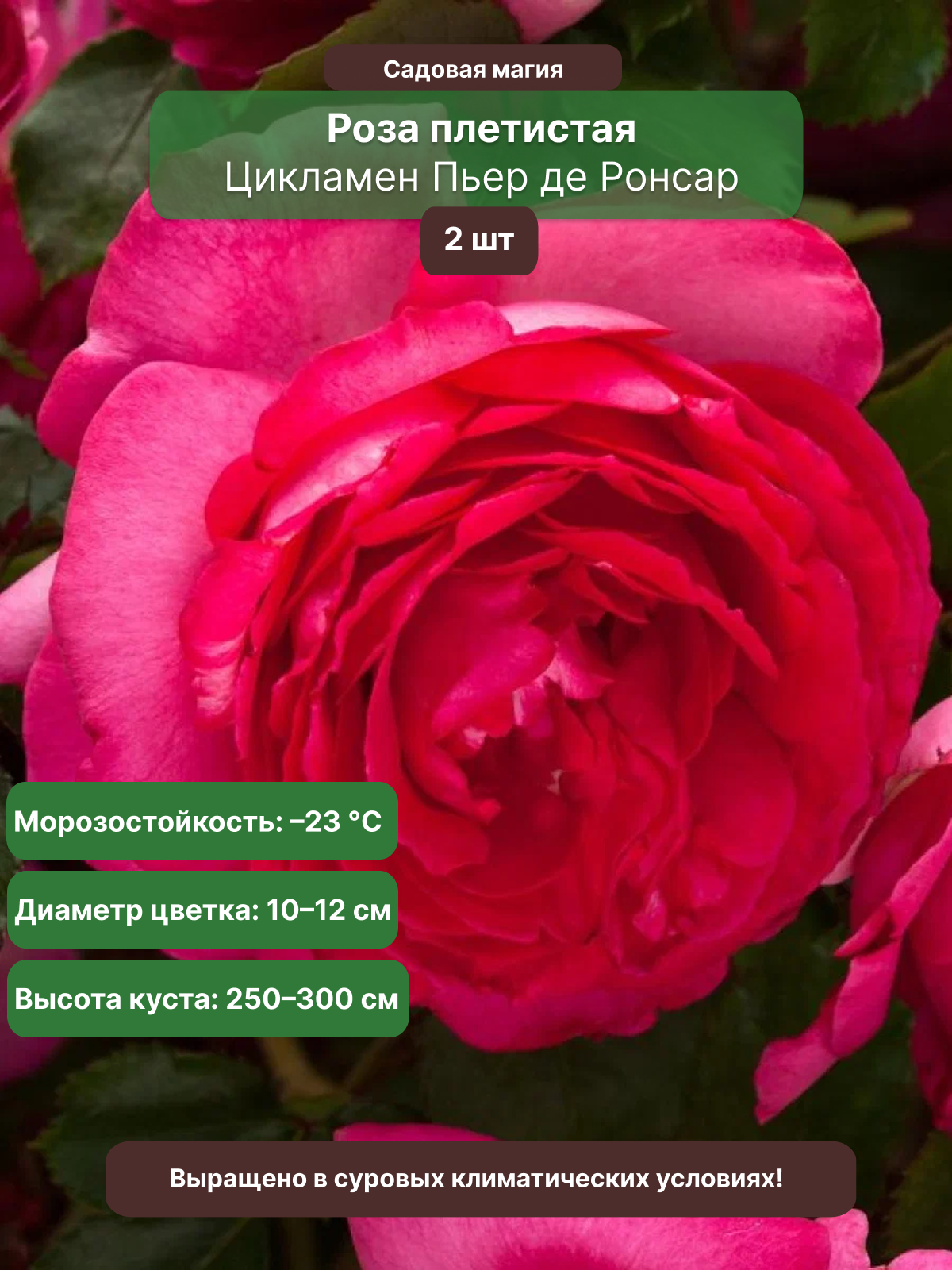 Роза плетистая Цикламен Пьер де Ронсар , многолетняя , розовая