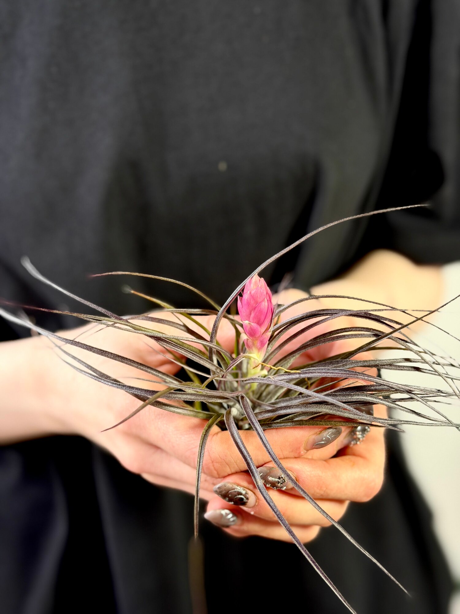 Тилландсия Хьюстон Рубра (Tillandsia Houston Rubra)