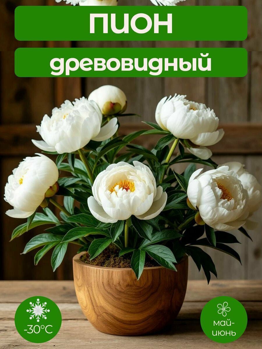 Пион древовидный многолетний морозостойкий