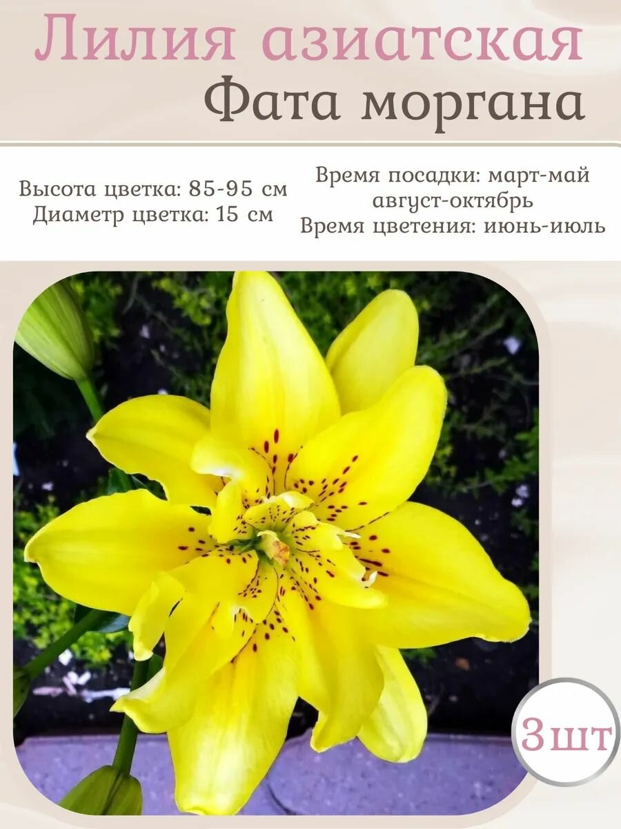 Луковицы лилии многолетние, новые популярные сорта 3 штуки