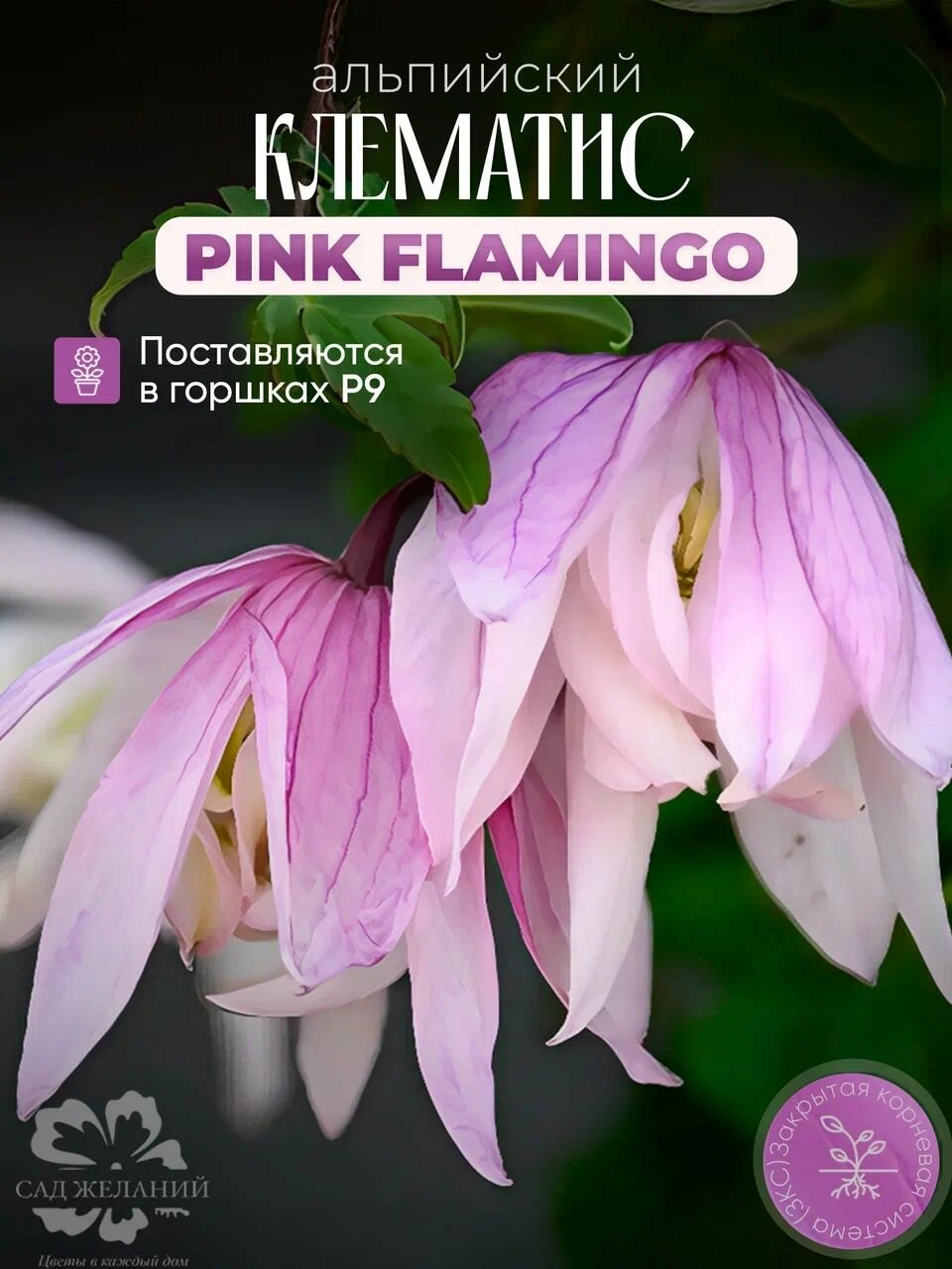 Княжик( клематис альпийский) Pink Flamingo в горшке 1л, живое растение в горшке, саженец для сада, озеленение участка