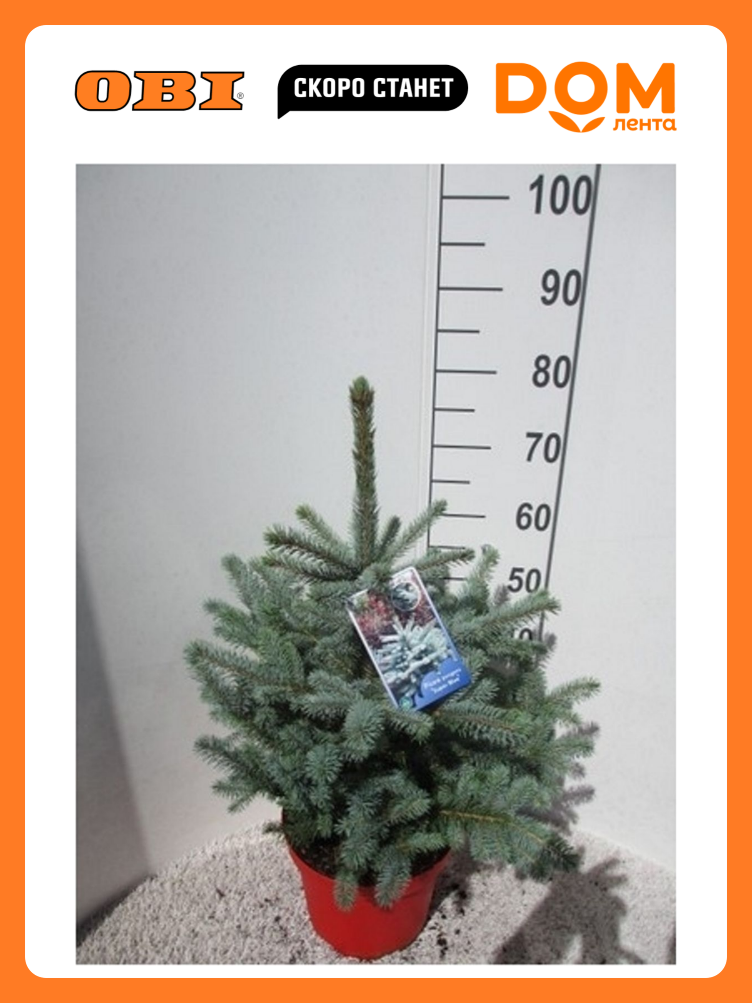 Ель колючая FLORA GROUP "Super Blue", 50 см, многолетняя, декоративная, голубая