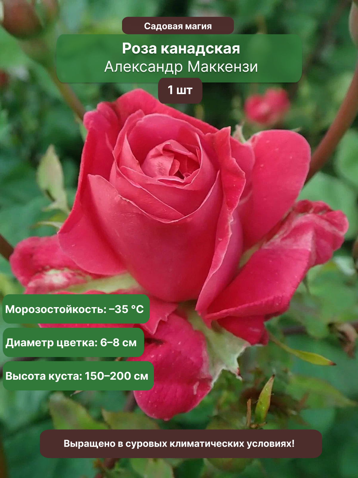 Роза канадская Александр Маккензи / 1 шт, морозостойкая, цвет розовый