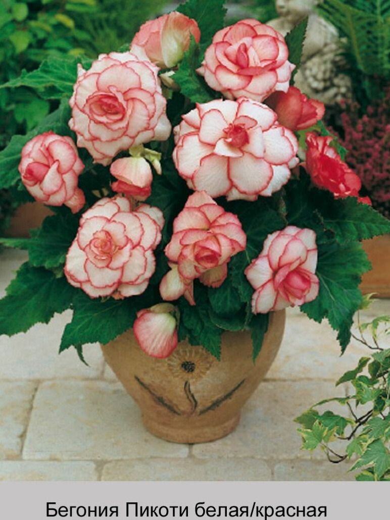 Бегония Пикоти белая с красным (Picotee white/red) 5 шт сотка