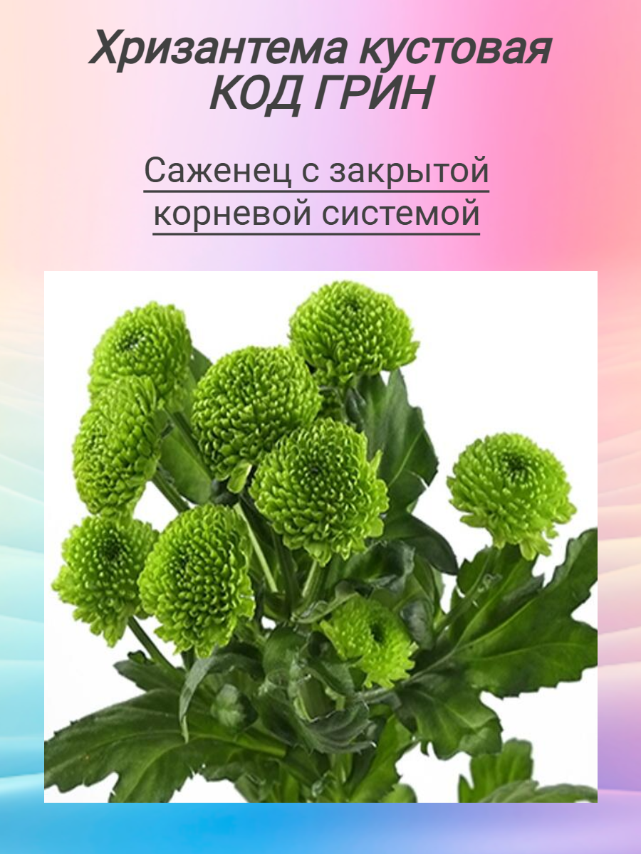 Хризантема кустовая Код Грин